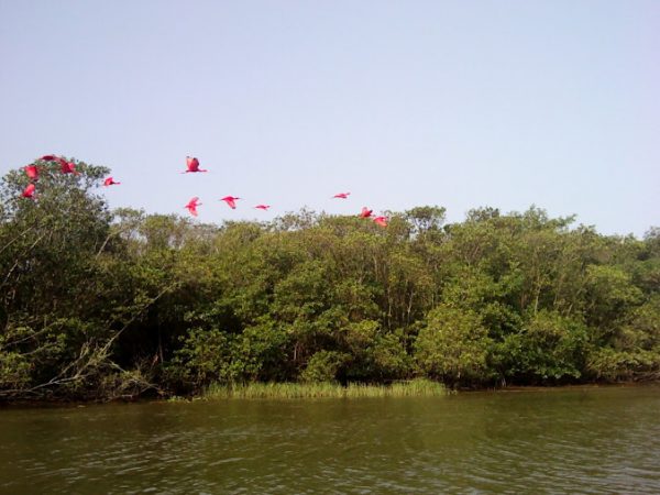 Revoada dos Guarás: Onde Fica, Quando Ir, Custos